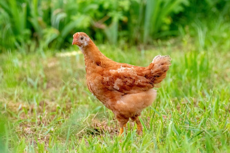 Brown Young Chicken in the Garden Walks on the Grass Stock Photo ...
