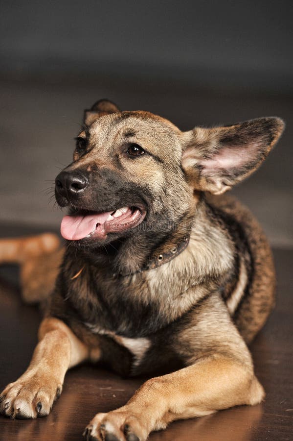 Brown young dog mongrel stock photo. Image of beautiful - 183444400