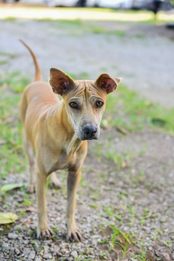 Brown Young Dog Portrait Standing and Looking Stock Photo - Image of ...