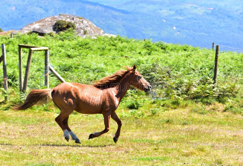 Brown Young Horse Running in Greenery Field Stock Image - Image of ...