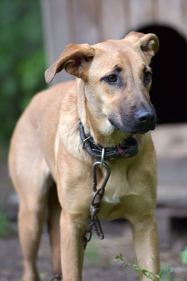 Brown Young Sad Dog on a Chain Stock Image - Image of brown, closeup ...