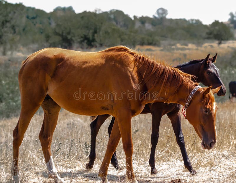 Brown Young Stallion is Seen Behind the Red Mare Stock Photo - Image of ...