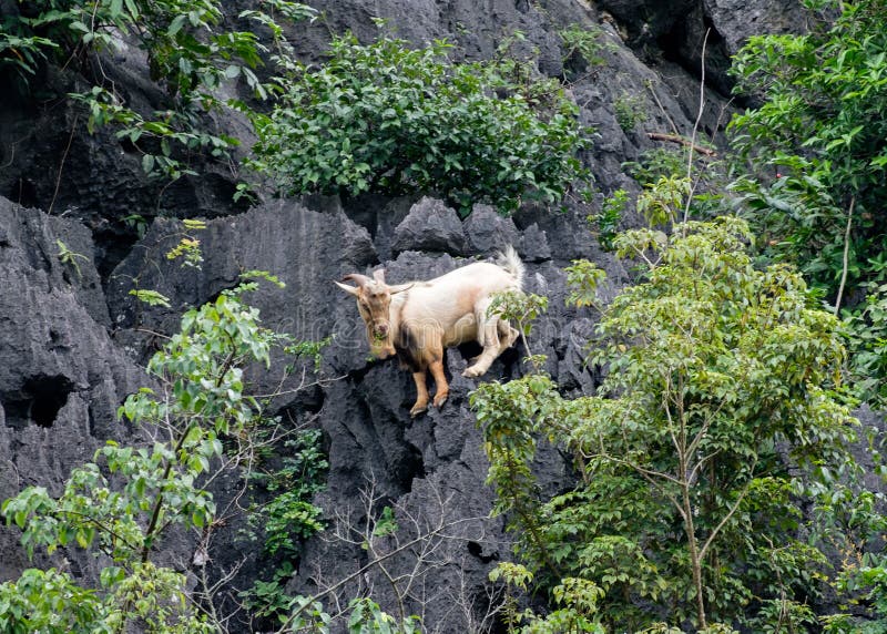 Eine Ziege, Die Auf Einem Felsen Klettert Stockfoto - Bild von berg ...