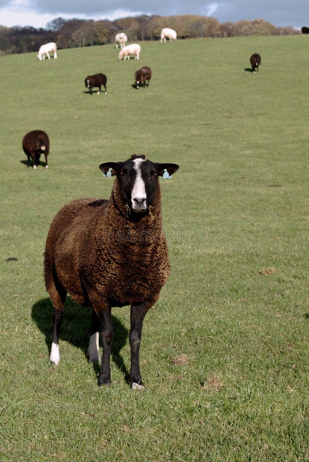 A Brown Zwartbles Rare Breed Sheep Stock Image - Image of green, nature ...