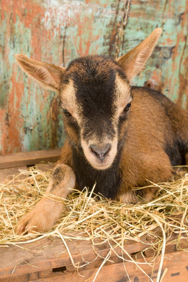 Kleine Baby Ziege Fotos - Kostenlose und Royalty-Free Stock-Fotos von ...