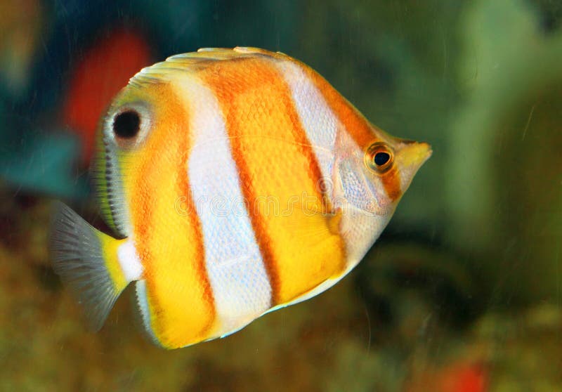 Brownbanded Butterflyfish Stock Photos - Free & Royalty-Free Stock ...