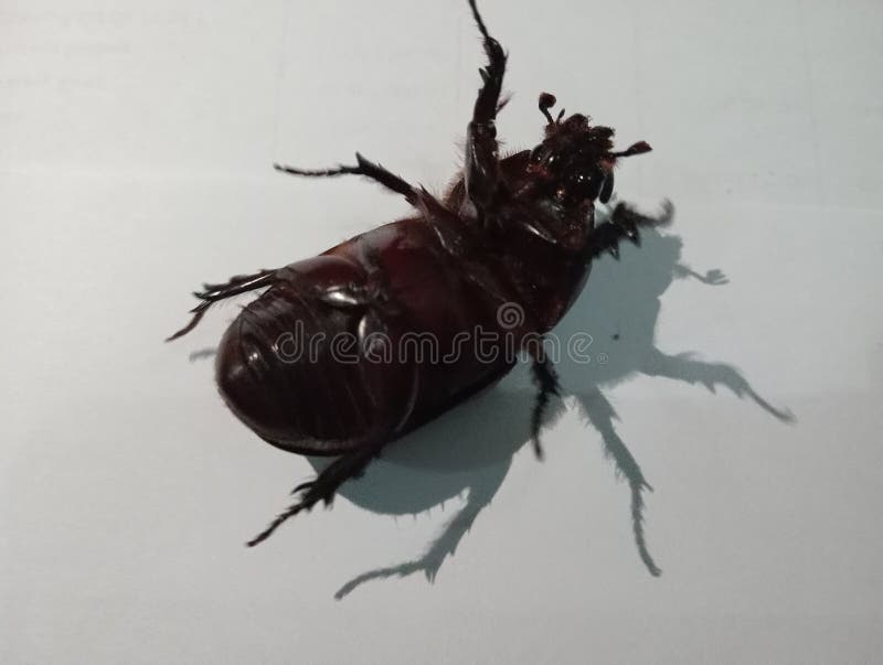 A Brownish Black Insect with Horn-shaped Wings Perched on a Kaffir Lime ...