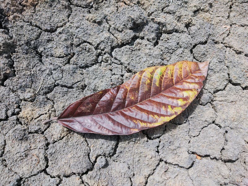 The Brownish-brown Leaves Fall on Dry Ground with Cracks in the Garden ...
