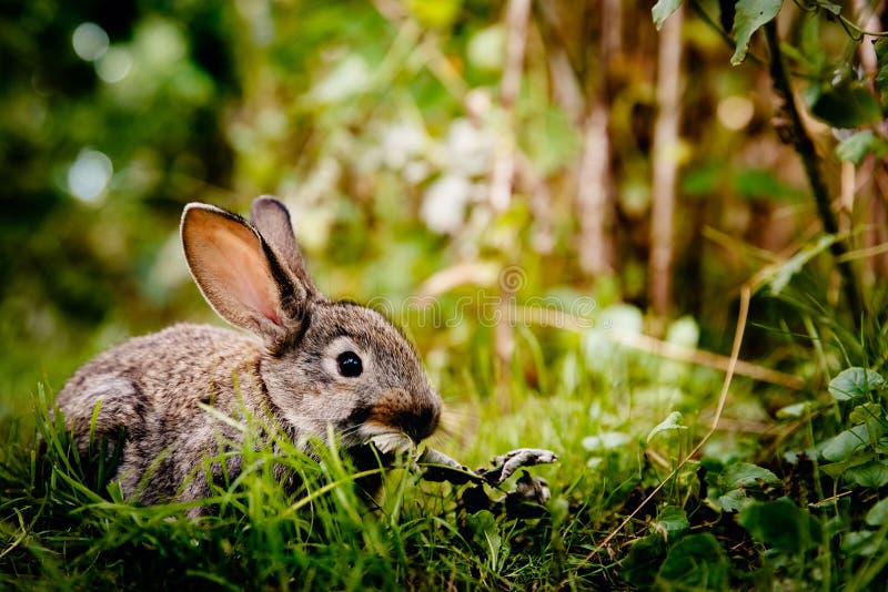 Brownish gray rabbit stock image. Image of garden, fluff - 128906169