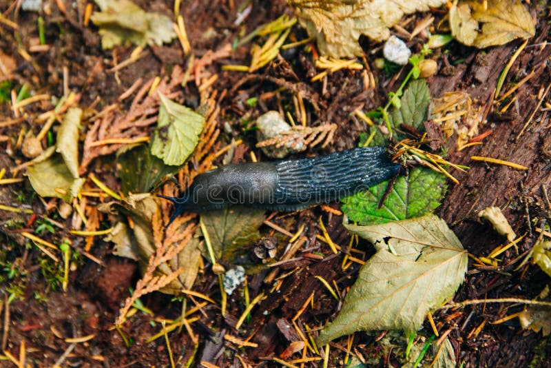 Brownish Slug in the Forest Litter, Canada Stock Image - Image of night ...