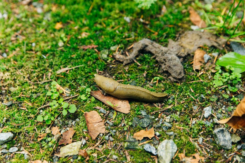 Brownish Slug in the Forest Litter, Canada Stock Photo - Image of land ...