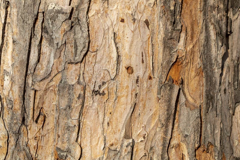 Brownish Tree Bark Texture Close Up Stock Photo - Image of wood, tree ...