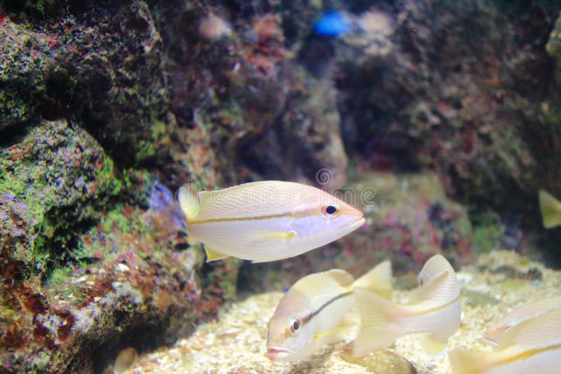 Brownstripe red snapper stock image. Image of brownstripe - 58028417