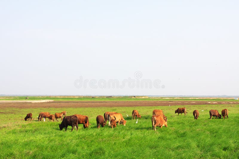 Browse stock image. Image of beautiful, feed, beauty - 11216493