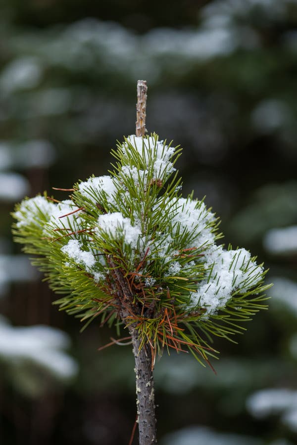 Browsed Pine Leader - Moose Browsing Stock Image - Image of needles ...