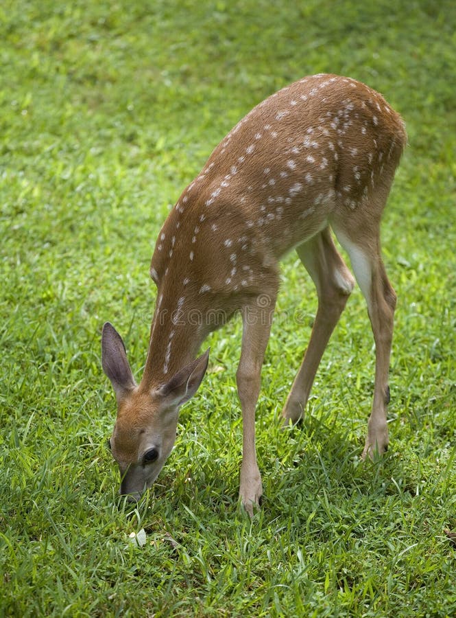 Browsing Whitetail Deer Buck Stock Image - Image of woods, stag: 1567807