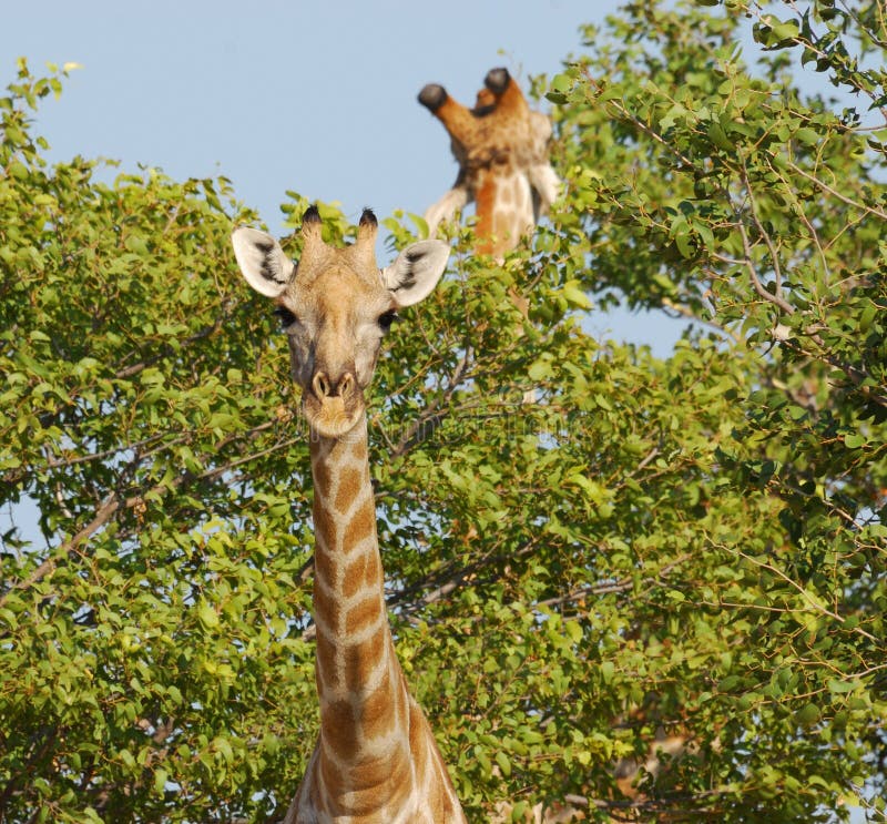 Two Giraffes Browsing on Trees, Tanzania. Stock Photo - Image of trees ...