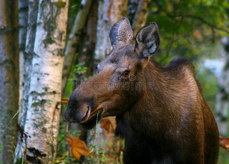 Browsing moose in Alaska stock image. Image of travel - 3043637