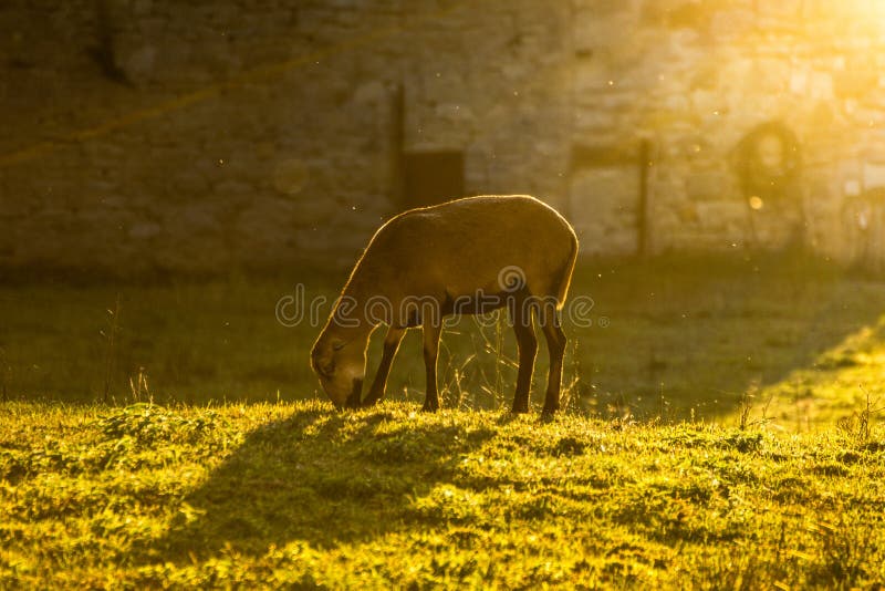 Browsing Sheep at Beautiful Sunset Stock Photo - Image of colors ...