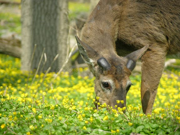 Browsing Spring Buck stock image. Image of mammal, growth - 114593