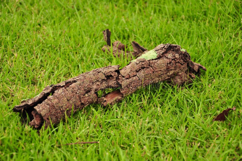 imágenes comunes del Broza - los derechos de la transferencia directa ...