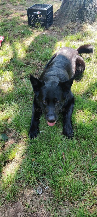 Bruce Dog Animal Outdoors Pets Walks Stock Image - Image of bruce, pets ...