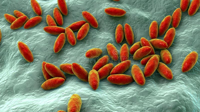 Brucella Bacteria, the Causative Agent of Brucellosis, 3D Illustration ...