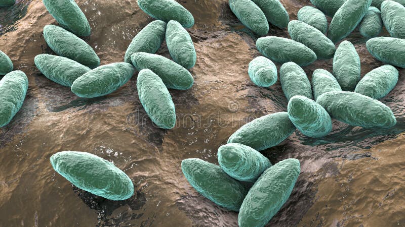 Brucella Bacteria, the Causative Agent of Brucellosis, 3D Illustration ...