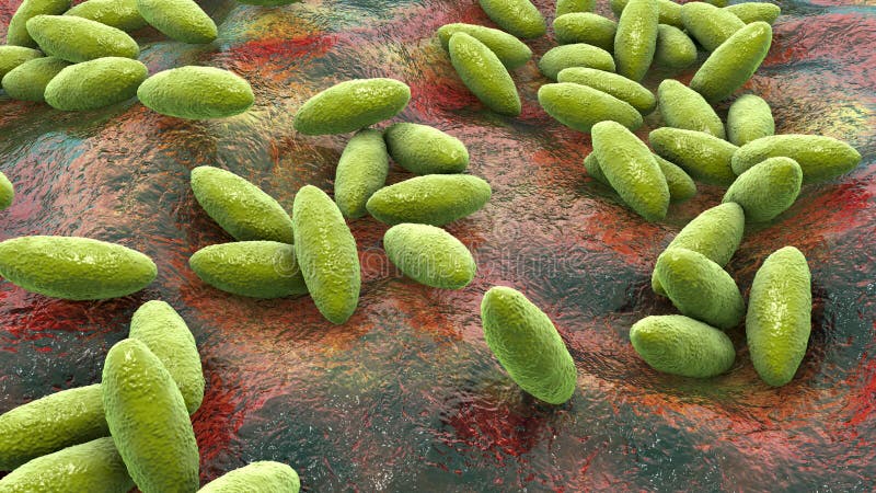 Brucella Bacteria, the Causative Agent of Brucellosis, 3D Illustration ...