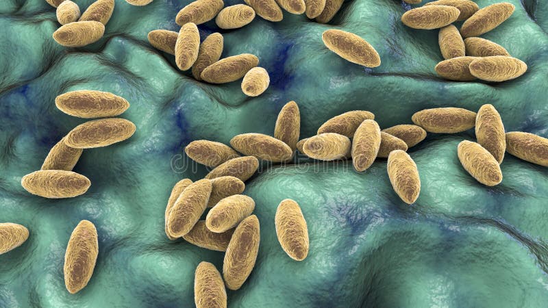 Brucella Bacteria, the Causative Agent of Brucellosis in Cattle and ...