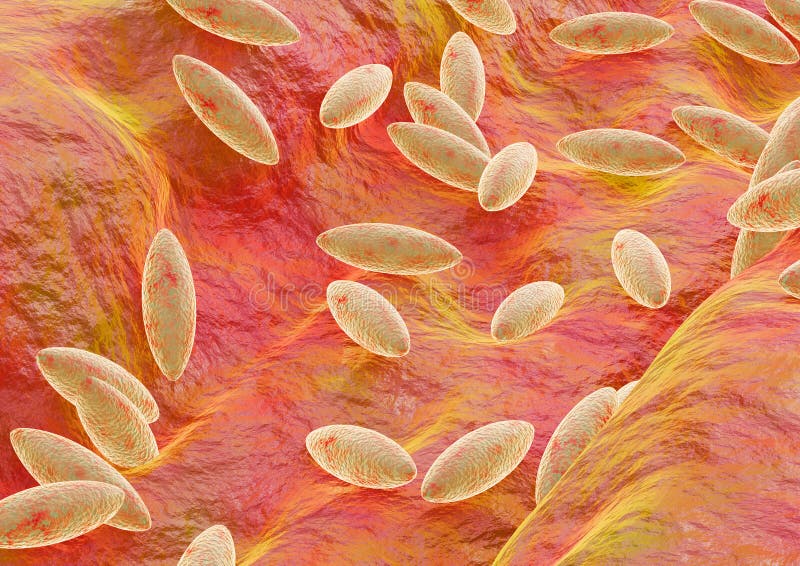 Brucella Bacteria is a Pathogen that Causes Brucellosis Zoonosis Stock ...