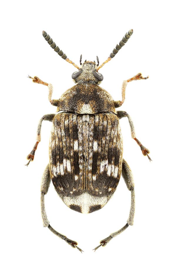 Bruchus Pisorum Stock Image - Image: 19319661