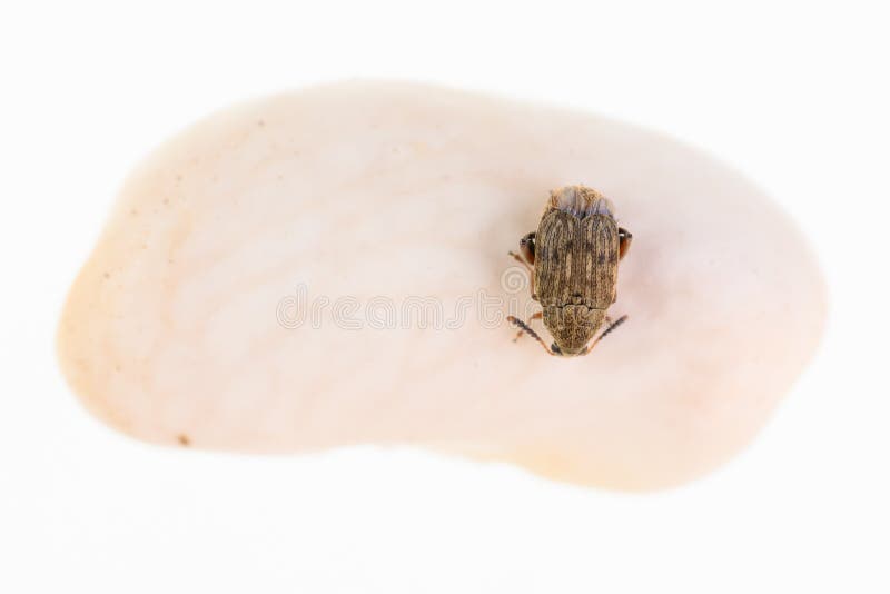 Bruchus Rufimanus, a Beetle Sitting on a Bean Close-up Stock Image ...