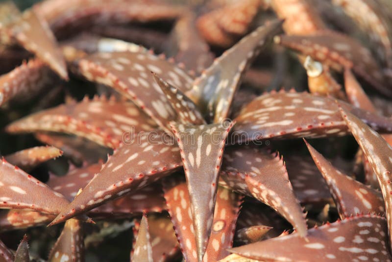 Droog Bruin Aloe Vera of Agave, Donkerroze Van Stress Aan Het Einde Van ...