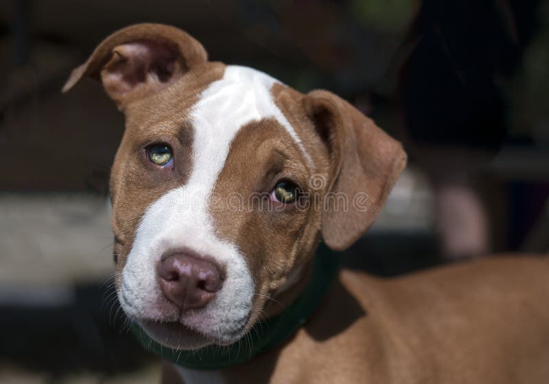 Wit En Het Bruine Puppy Van Pitbull Stock Foto - Afbeelding bestaande ...