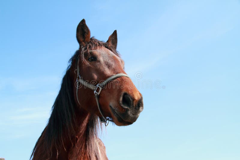 Bruin hoofd van een paard stock foto. Image of glimlachen - 23787248
