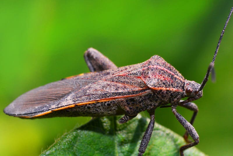 Groot bruin insect stock afbeelding. Image of kleur - 125649695