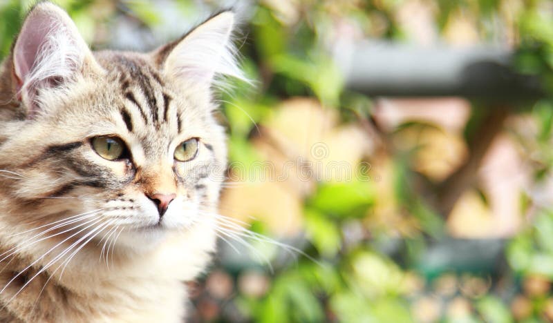 Bruin Katje Van Kat, Siberisch Ras Stock Afbeelding - Image of dier ...