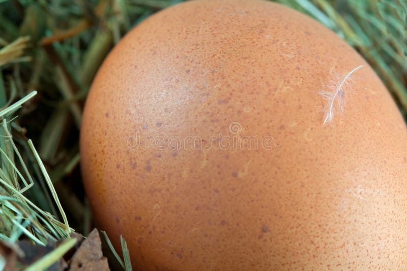 Bruin kippenei op nest, stock afbeelding. Afbeelding bestaande uit ...