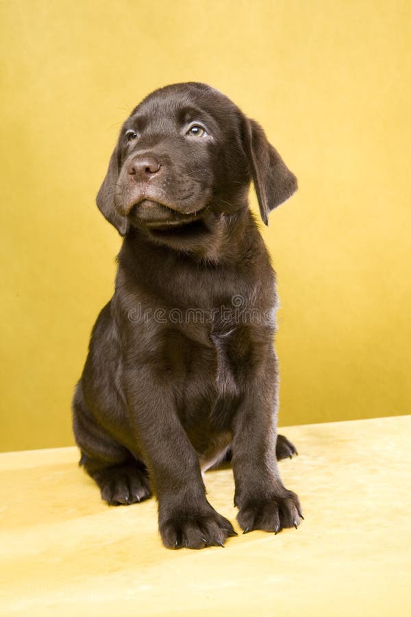 Bruin Labrador puppy stock foto. Image of vriendschap - 18120356
