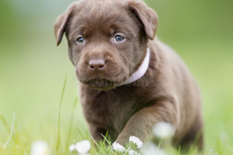 Bruin Labrador Retriever-puppy Stock Foto - Image of hond, sluit: 55989424