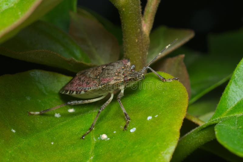 Bruine Marmerwants (Halyomorpha Halys) Stock Afbeelding - Image of ...