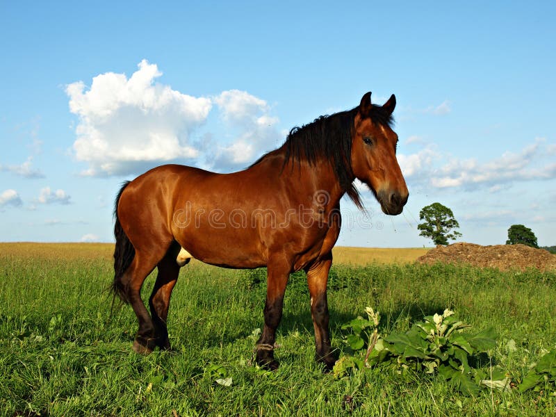 Bruin paard stock afbeelding. Image of blauw, gebied - 10015249