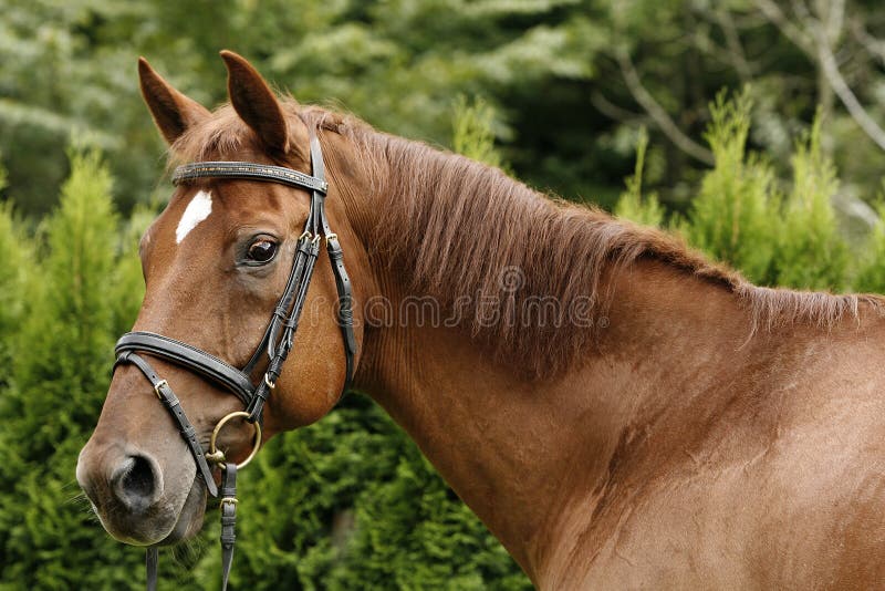 Bruin paard stock afbeelding. Image of teugel, poney - 13029953
