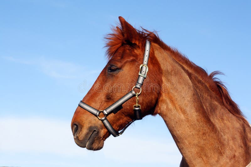 Bruin Paard stock foto. Image of mooi, kant, bruin, hengst - 14009416