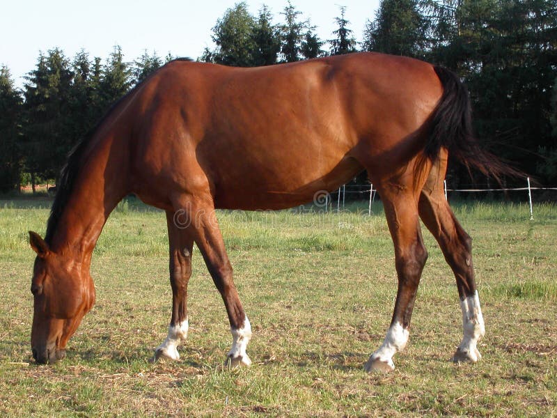 Bruin paard stock foto. Image of begrazing, voeten, verhaal - 15226098