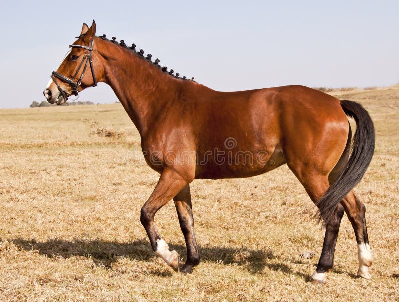 Bruin paard stock afbeelding. Image of nave, behendigheid - 16508895