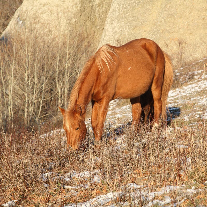 Bruin paard stock afbeelding. Image of sneeuw, bruin - 20922035