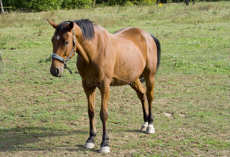 Bruin Paard met Witte Neus stock afbeelding. Image of schoonheid - 26072427
