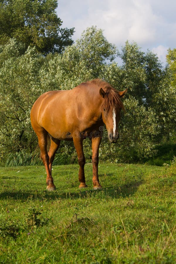Het bruine paard eet gras stock foto. Image of gebied - 28912648